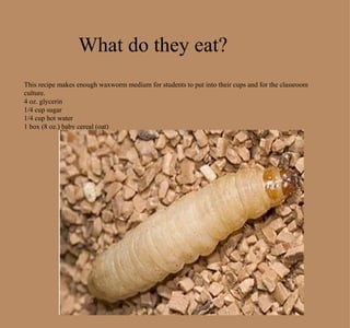 Waxworm Grade 1 | PPT