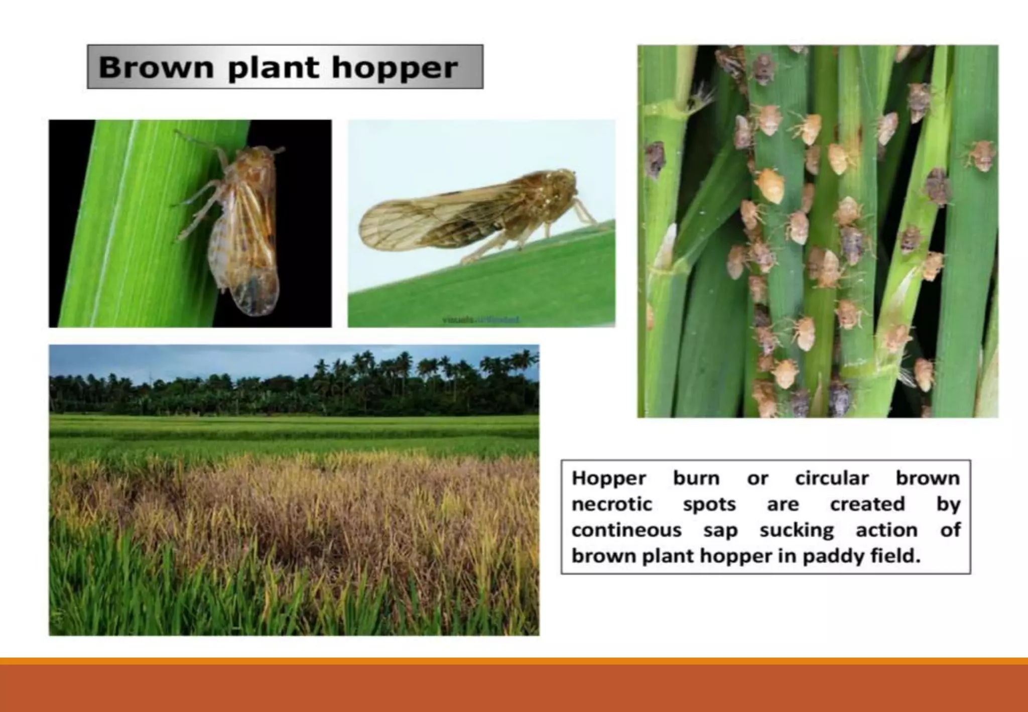 WAYS HOW INSECTS DAMAGE PLANTS.pptx