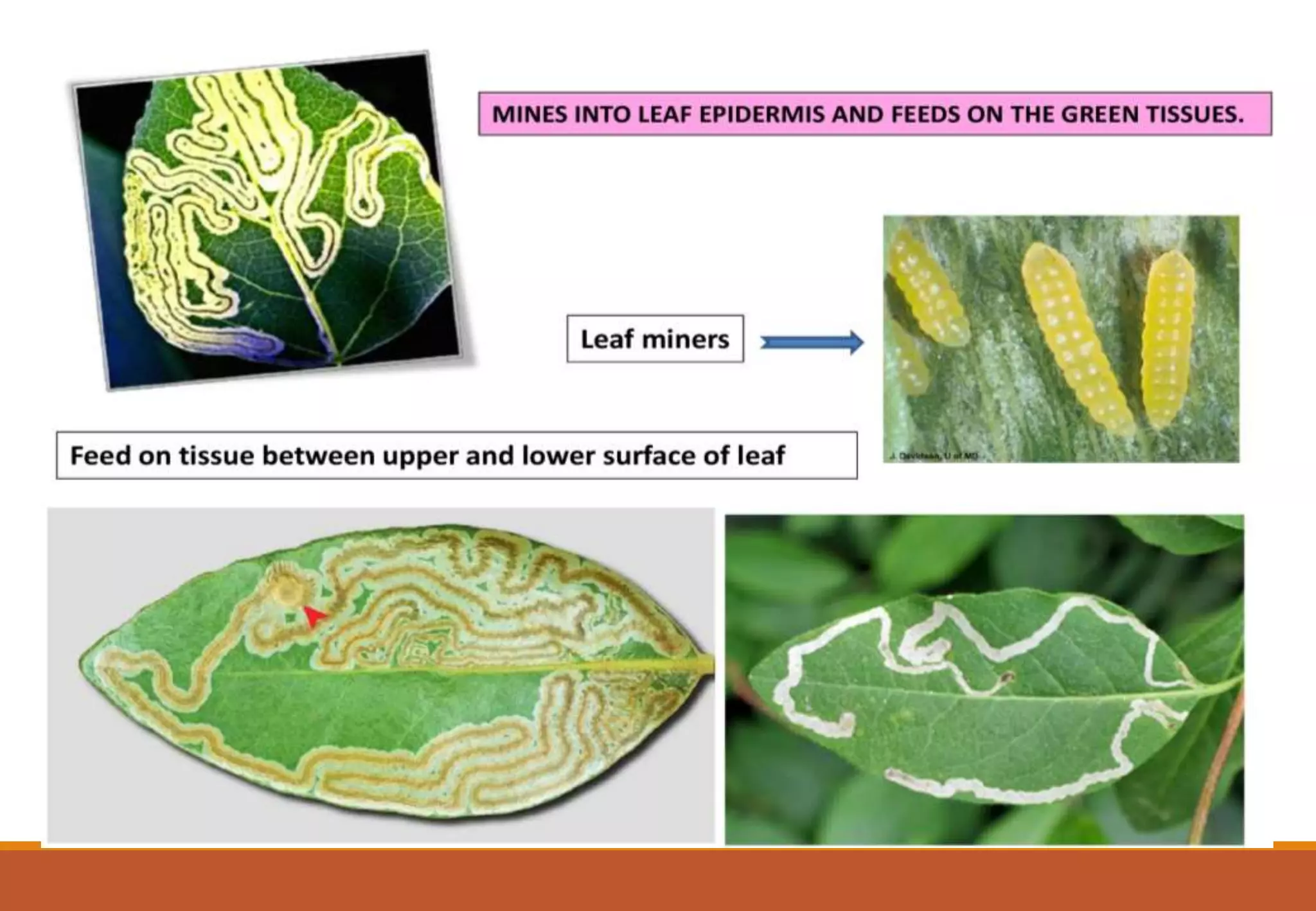 WAYS HOW INSECTS DAMAGE PLANTS.pptx