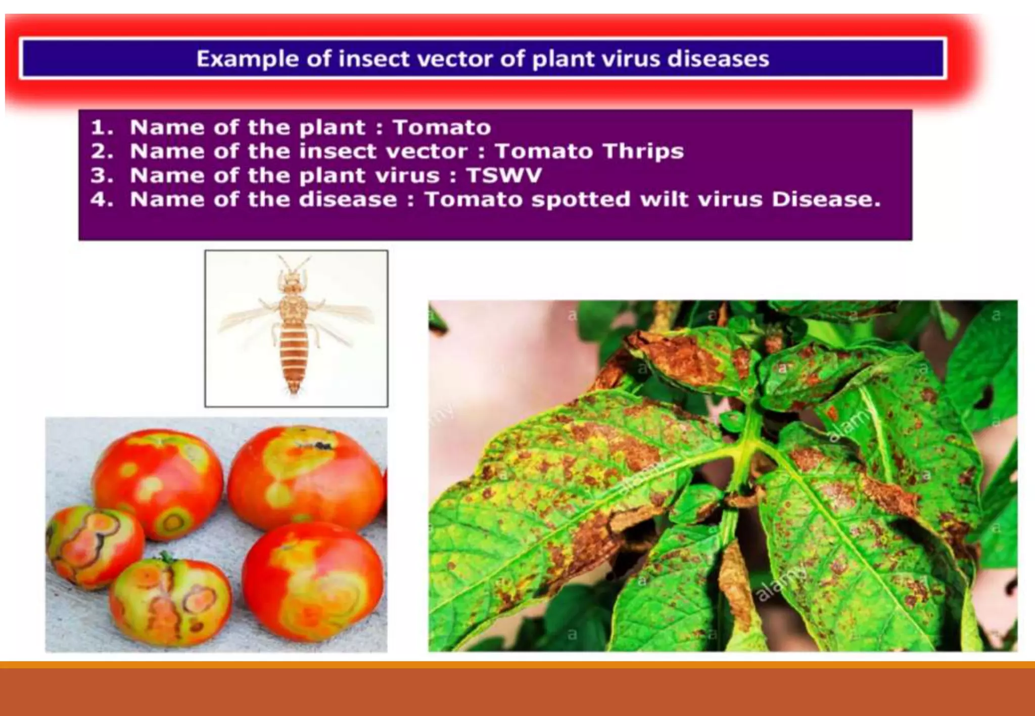 WAYS HOW INSECTS DAMAGE PLANTS.pptx