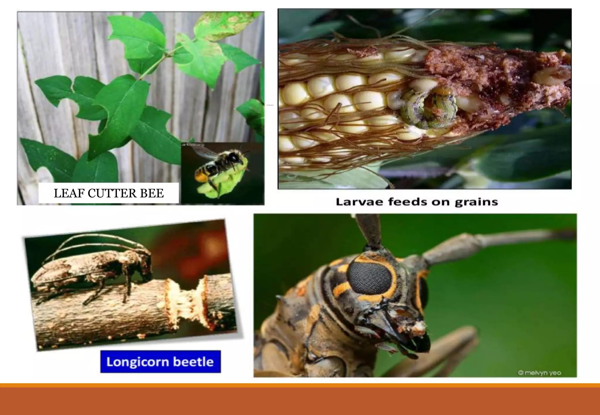 WAYS HOW INSECTS DAMAGE PLANTS.pptx