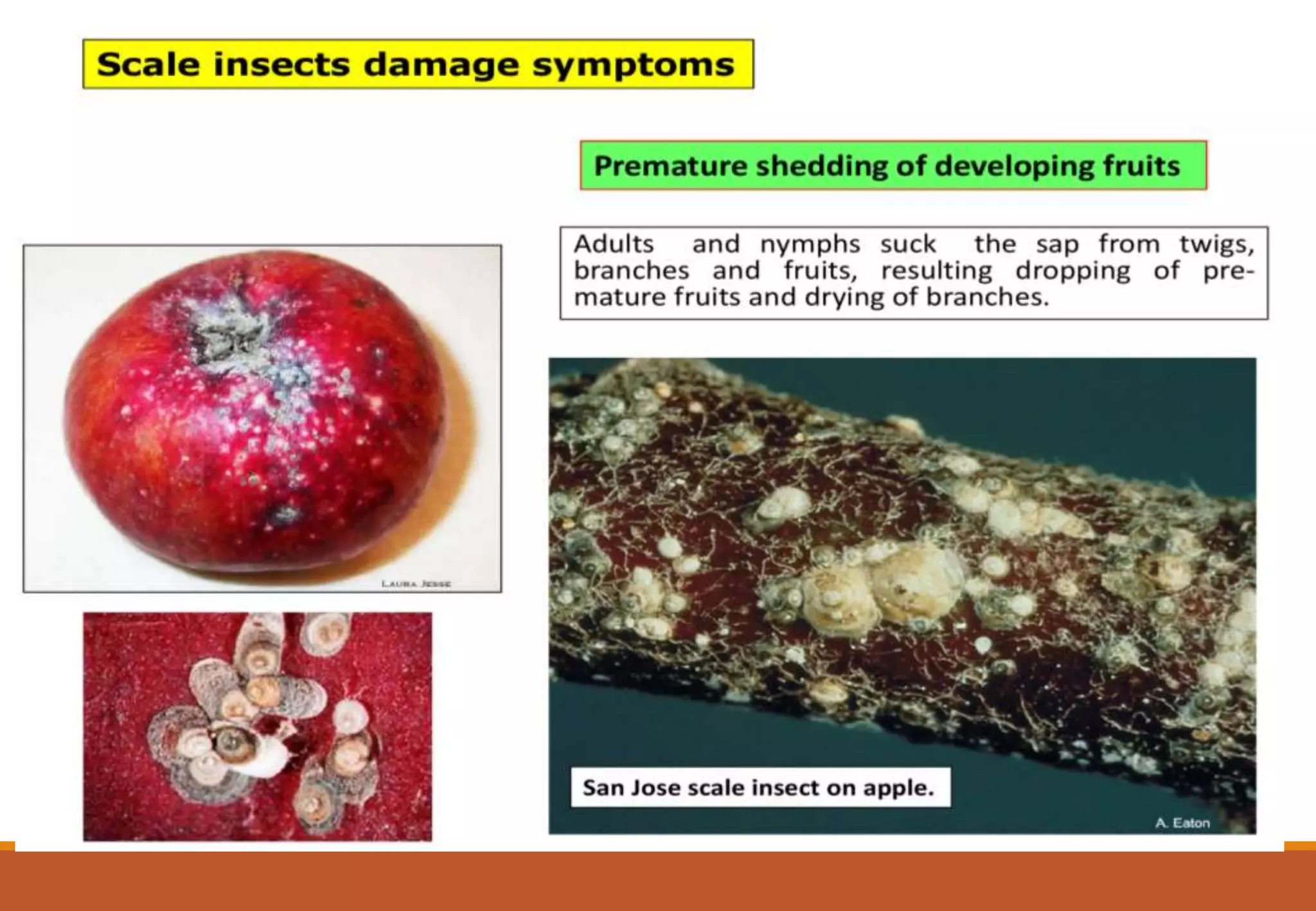 WAYS HOW INSECTS DAMAGE PLANTS.pptx