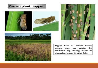 WAYS HOW INSECTS DAMAGE PLANTS.pptx