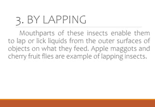 WAYS HOW INSECTS DAMAGE PLANTS.pptx