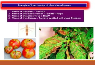 WAYS HOW INSECTS DAMAGE PLANTS.pptx