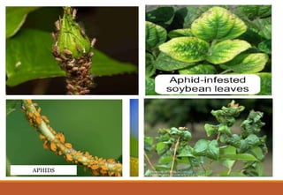 WAYS HOW INSECTS DAMAGE PLANTS.pptx