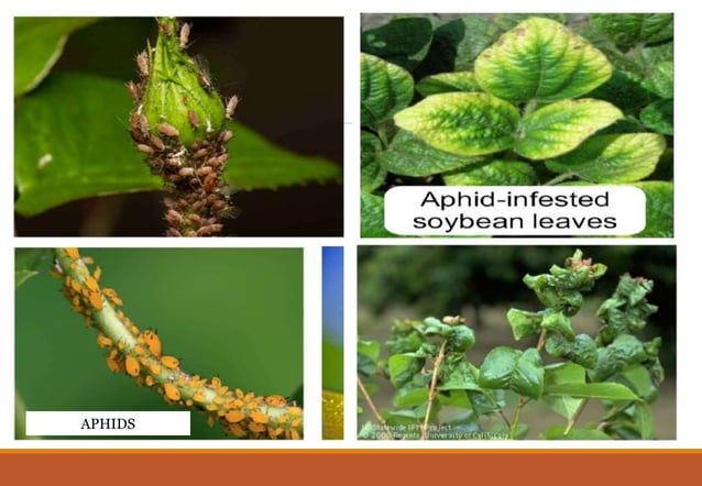 WAYS HOW INSECTS DAMAGE PLANTS.pptx