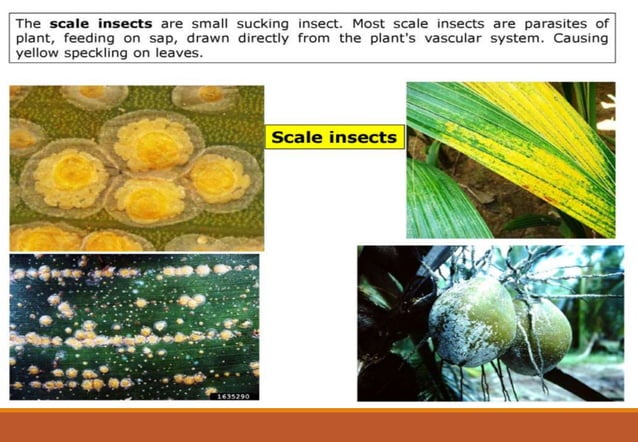 WAYS HOW INSECTS DAMAGE PLANTS.pptx