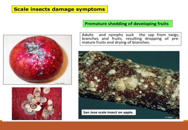 WAYS HOW INSECTS DAMAGE PLANTS.pptx