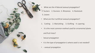 WAYS OF PLANTING ORNAMENTAL-WPS Office.pptx