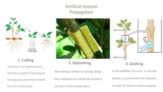 WAYS OF PLANTING ORNAMENTAL-WPS Office.pptx | Gardening | Home & Garden