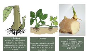 WAYS OF PLANTING ORNAMENTAL-WPS Office.pptx | Gardening | Home & Garden