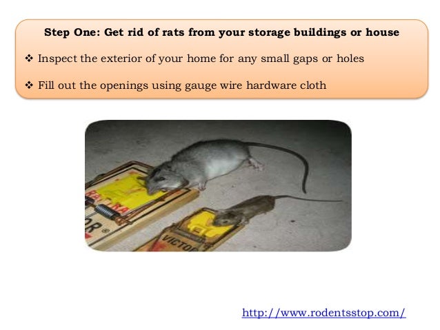 Ways to Ensure Thorough Rat Control Los Angeles