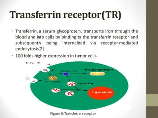 Tumor targeting through Nanomedicine based therapeutics | PPTX