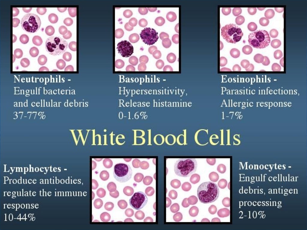Leukocytosis. Leukopenia. Leukosis