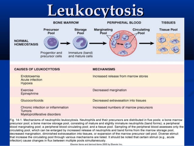 Leukocytosis. Leukopenia. Leukosis
