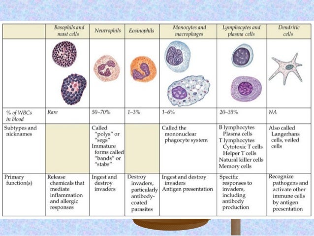 Leukocytosis. Leukopenia. Leukosis