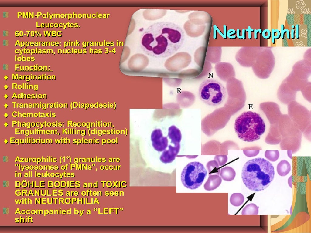 Leukocytosis. Leukopenia. Leukosis