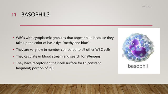 White Blood Cells (WBCs) | PPTX | Blood Disorders | Diseases and Conditions