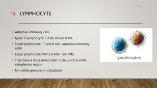 White Blood Cells (WBCs) | PPTX