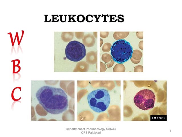 Anatomy and Physiology of WBC, Structure | PPT