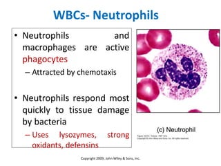Anatomy and Physiology of WBC, Structure | PPT