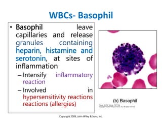 Anatomy and Physiology of WBC, Structure | PPT