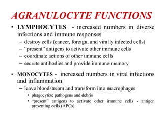 Anatomy and Physiology of WBC, Structure | PPT