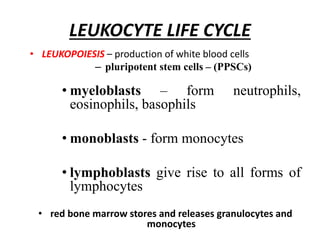 Anatomy and Physiology of WBC, Structure | PPT