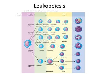 Anatomy and Physiology of WBC, Structure | PPT