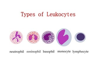 Anatomy and Physiology of WBC, Structure | PPT