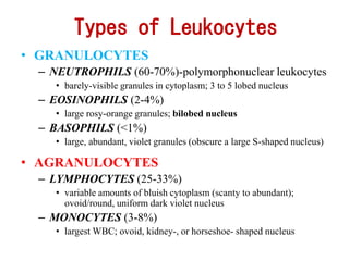 Anatomy and Physiology of WBC, Structure | PPT