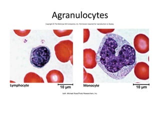 Anatomy and Physiology of WBC, Structure | PPT