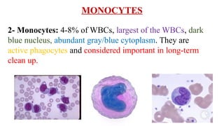 Differential leukocyte count for DMLT .pptx