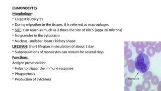 WBCells presentation physiology and anatomy | PPTX