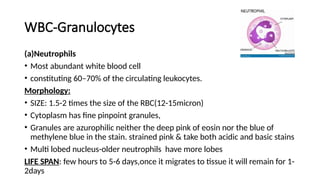 WBCells presentation physiology and anatomy | PPTX