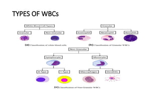WBCells presentation physiology and anatomy | PPTX