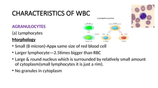 WBCells presentation physiology and anatomy | PPTX