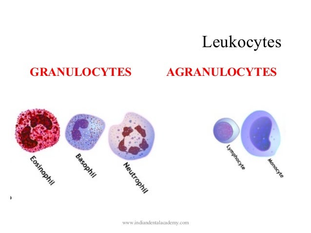 Granulocytes And Agranulocytes