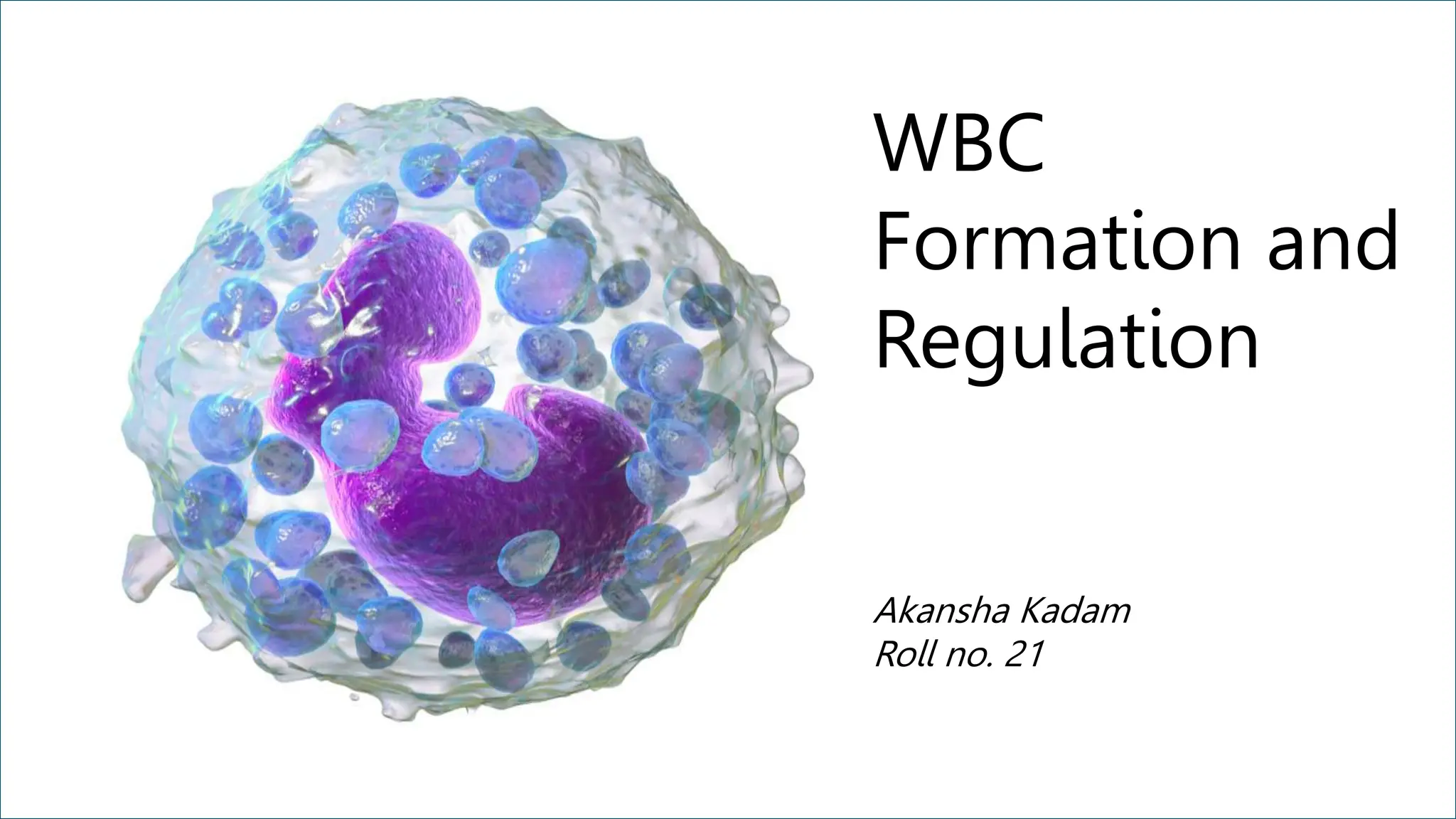 WBC Formation and Regulation physiology. | PPTX