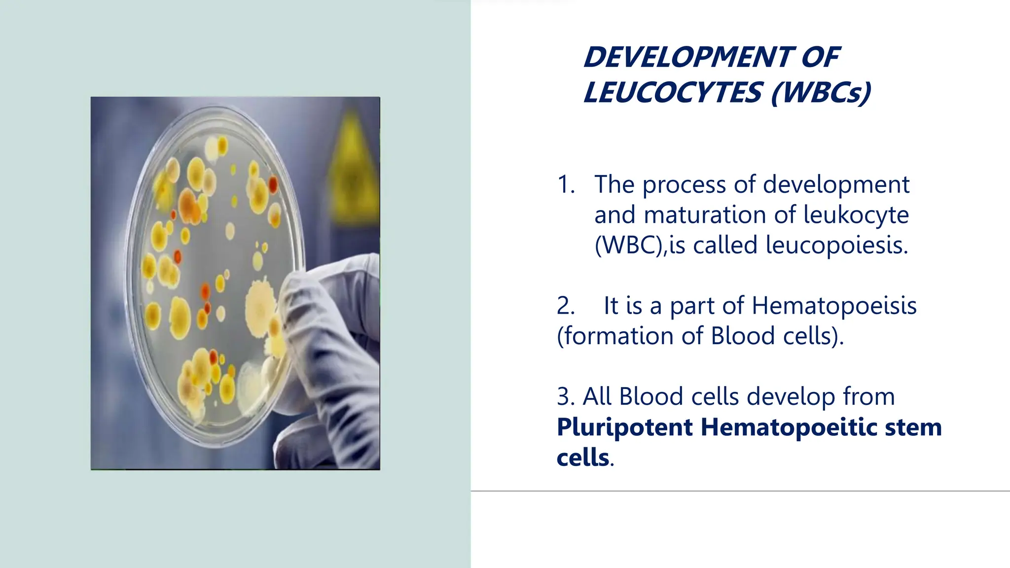 WBC Formation and Regulation physiology. | PPTX