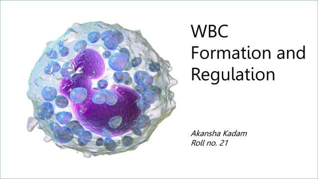 WBC Formation and Regulation physiology. | PPT