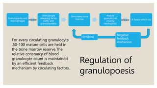 WBC Formation and Regulation physiology. | PPTX