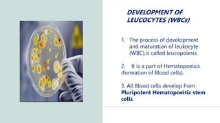 WBC Formation and Regulation physiology. | PPTX