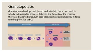 WBC Formation and Regulation physiology. | PPTX