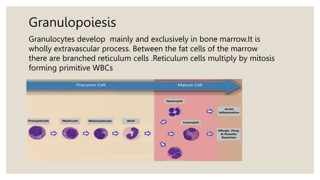 WBC Formation and Regulation physiology. | PPT