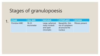 WBC Formation and Regulation physiology. | PPTX
