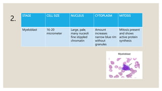 WBC Formation and Regulation physiology. | PPT