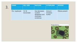 WBC Formation and Regulation physiology. | PPT