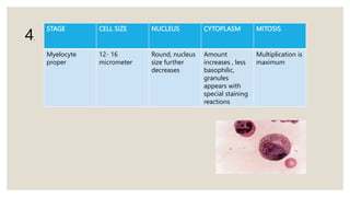 WBC Formation and Regulation physiology. | PPTX